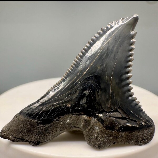 Fossil Fish Scale | Cretaceous Era | Genuine Specimen | Cert. of ...