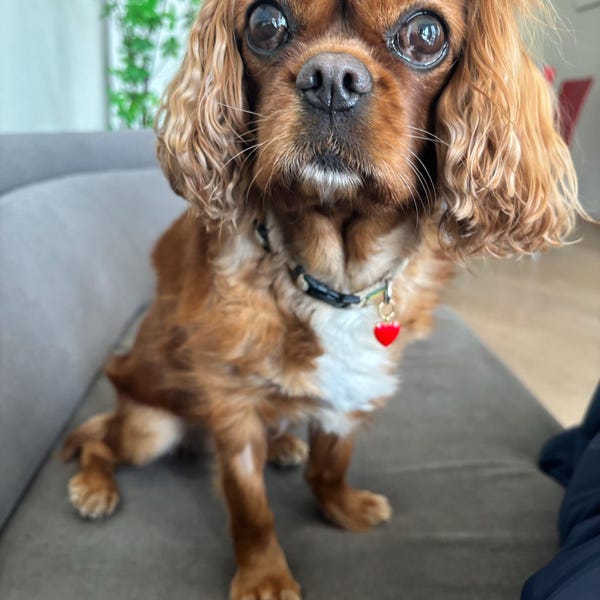 Cherry Pet ID Tag | Cherry Tag for Dogs | Summer Berries Cat ID Tags ...