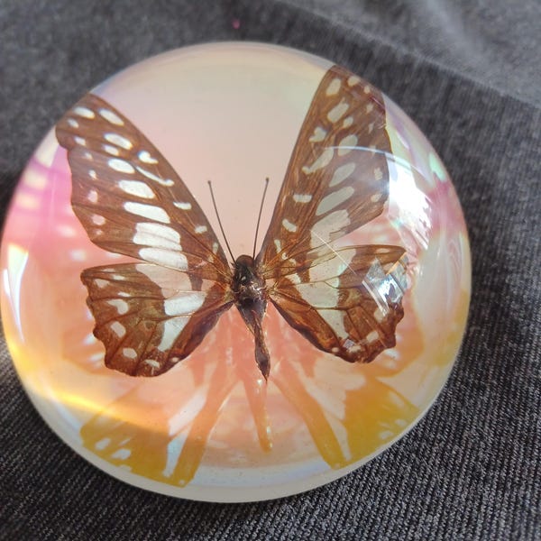 Hourglass Spider in Resin, Trapdoor Spider, Cyclocosmia Ricketti - Etsy