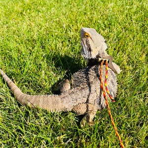 Bearded Dragon Hat Lizard Costume Reptile Hat Crochet - Etsy