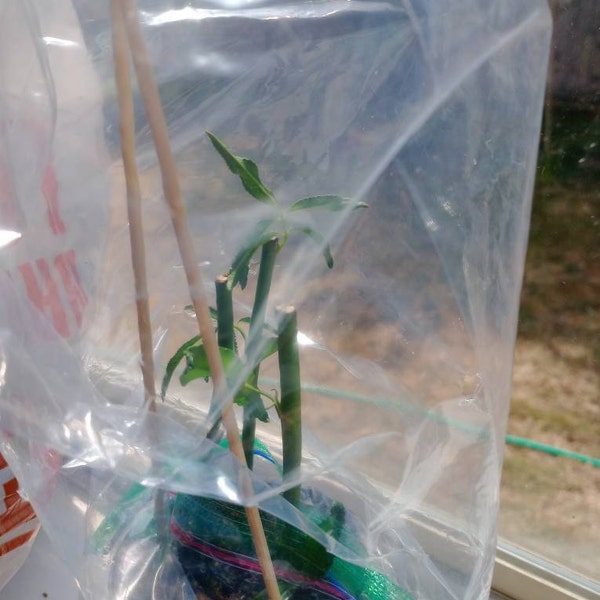 Chinaberry Tree, Pride of India, Bead-tree, Cape Lilac, Persian Lilac ...