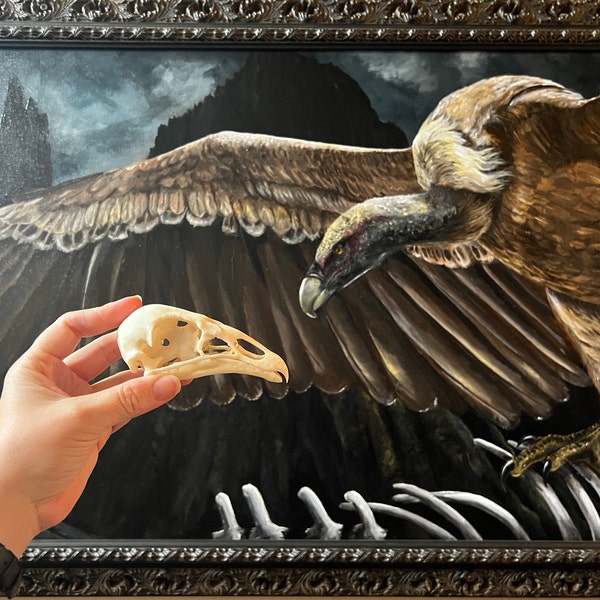 Puma or Mountain Lion Skull Replica (museum Quality) - Etsy