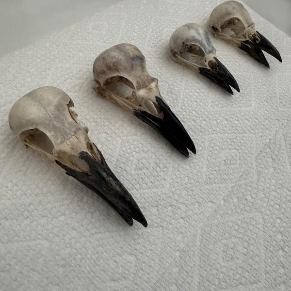 Real Mallard Duck Bird Skull Taxidermy Macabre Gothic Pagan Art and ...