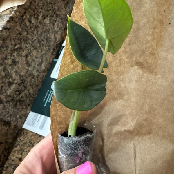 Alocasia Platinum “bisma” Starter Plant (ALL STARTER PLANTS Require You ...