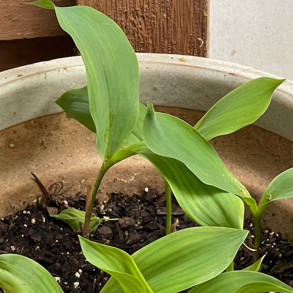 WHITE LILY of the VALLEY-10 Bare Roots, Plants/pips - Etsy
