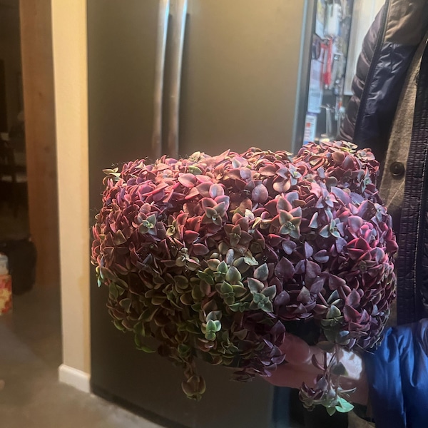 Echeveria Violet Queen Suculent - Etsy