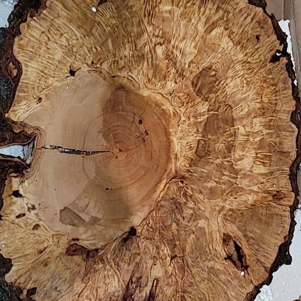 1 Large Solid Oak Wood Slice 16 Inch Oak Slices Oak Oak Circles Wooden ...