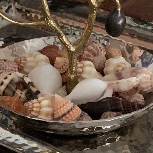 Miniature Small Crafting Seashells From Hawaii Assorted Whole Shells ...