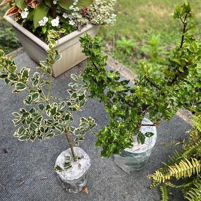 Alnus Serrulata Smooth Alder Native Plant 1 Gallon Pot - Etsy