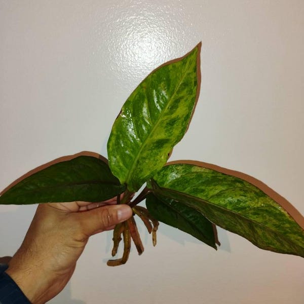 Epipremnum "bali Hanoman" Variegated TC Plantlet Grower's Choice *now ...