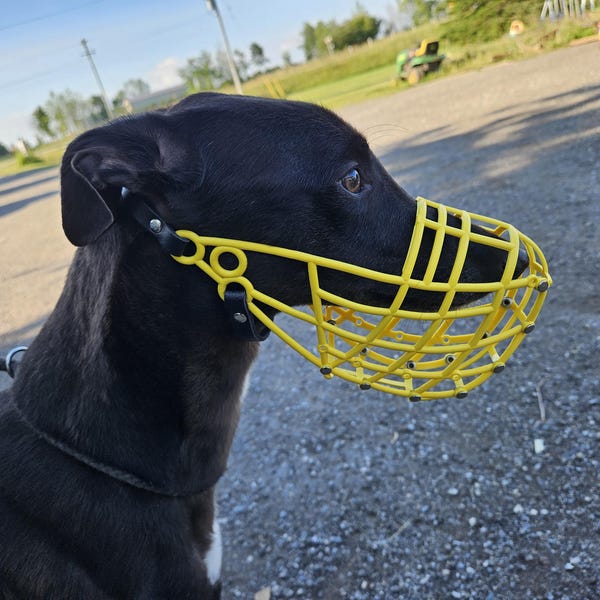 Whippet Rain Coat - Greyhound Raincoat - 9 Sizes Available - Cotton ...