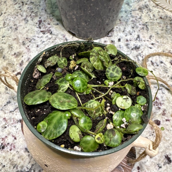 String of Turtles | Peperomia Prostrata | String of Turtles Plant ...
