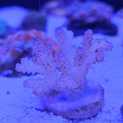 Green Tip Frogspawn - Etsy