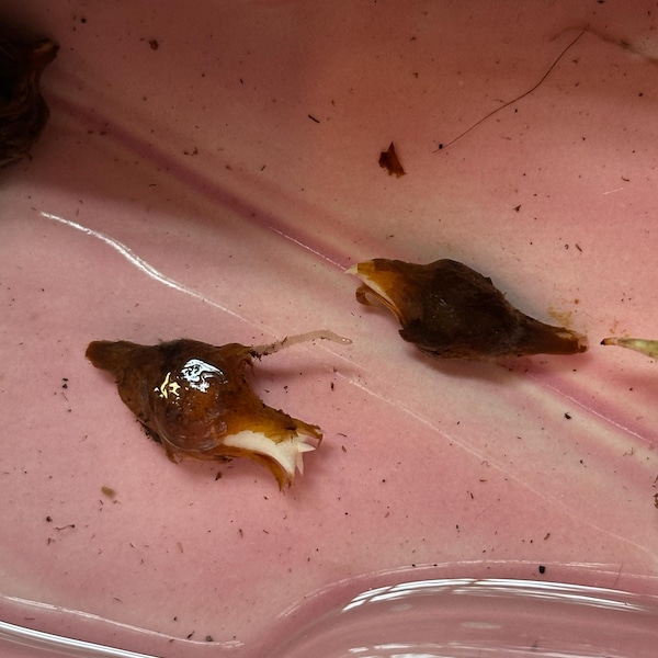 Market Botany Prop Drops - Liquid Propagation Supplement, Root Growth ...