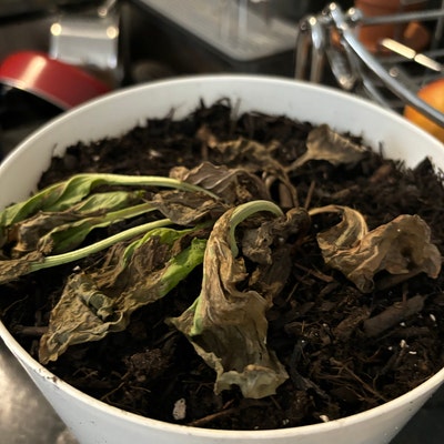 Schoenoplectus Pungens Common Threesquare Bareroot Live Plant Wetland ...