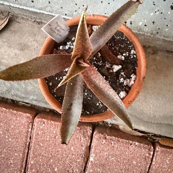 Purple People Eater Mangave STARTER Plant Agave/manfreda Hybrid Great ...