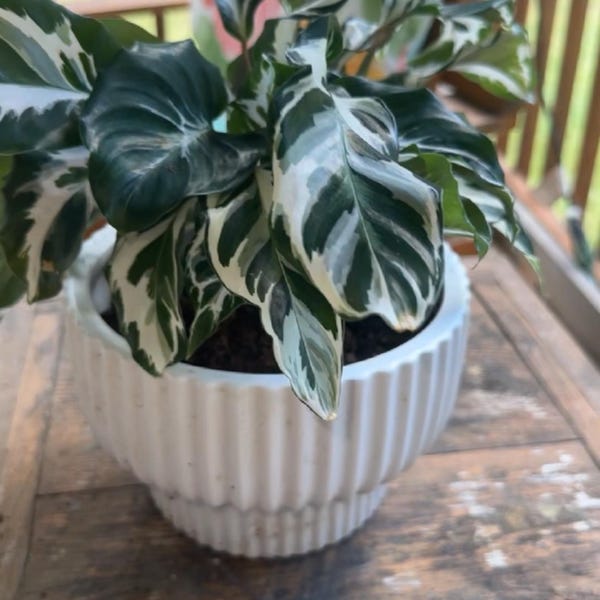 Calathea Stella Lush | Calathea Stella Starter Plant | Rooted Calathea ...