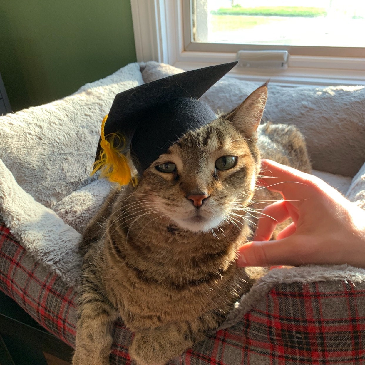 Graduation Cap Cat Hat for your cat FREE SHIPPING Add-on | Etsy