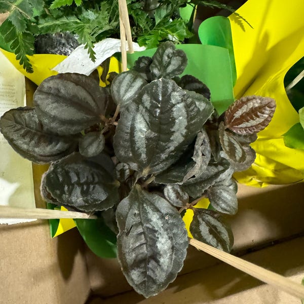 LIVE Splash Plant Pink Polka Dot Plant, Hypoestes Pink 4 Pot, Live Pink ...