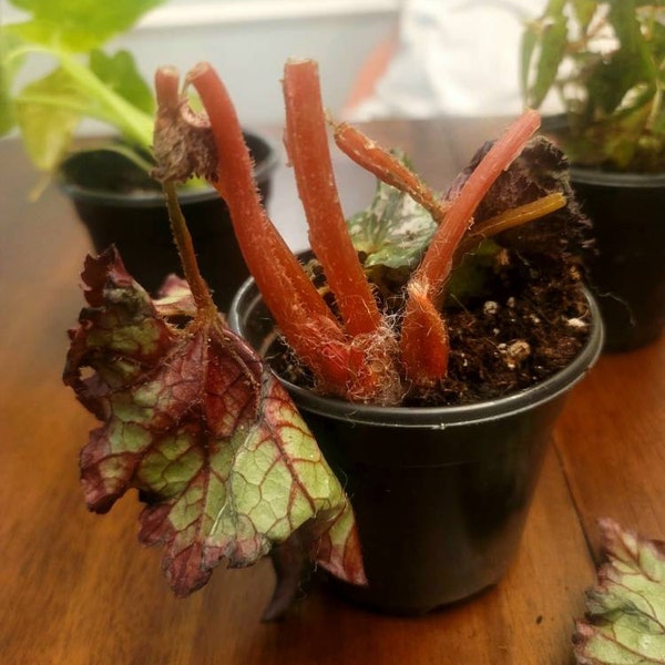 Medinilla Scortechinii Starter Plant (ALL STARTER PLANTS Require You to ...