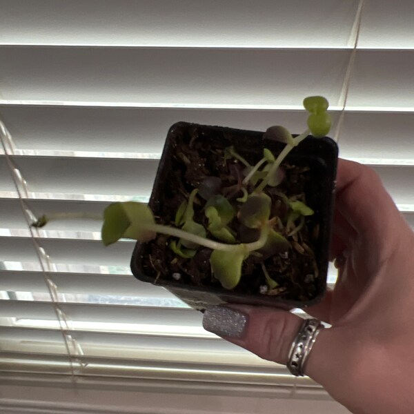 Purple Calico Kitten Houseplants Live Plant in Pot Indoor Small Starter ...