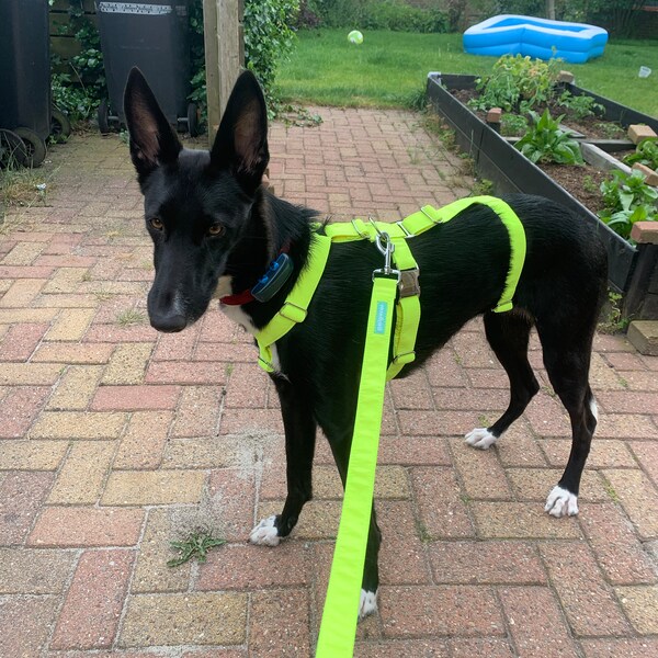 Dog Harness All Neon Like for Greyhound, Whippet, Piccolo, All Breeds ...