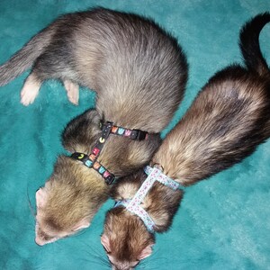 Ferret Harness Set With Leash Marble - Etsy