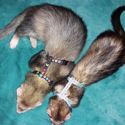 Ferret Harness Purple Velvet With Gold Adjustable - Etsy
