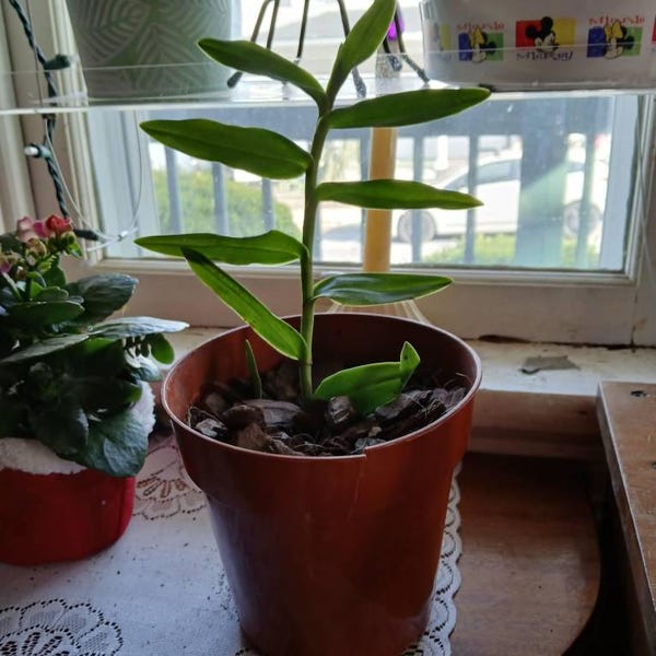 3 Feet Tall Red Jatropha Integerrima Peregrina Sub Plant - Tropical ...