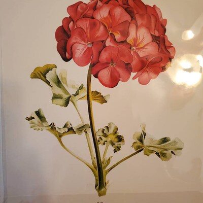 Geranium Flower Art Print, Botanical Art Print, Flower Wall Art, Flower ...