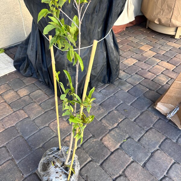 Juliette Mango Tree - 3 Gallon Drafted - Etsy