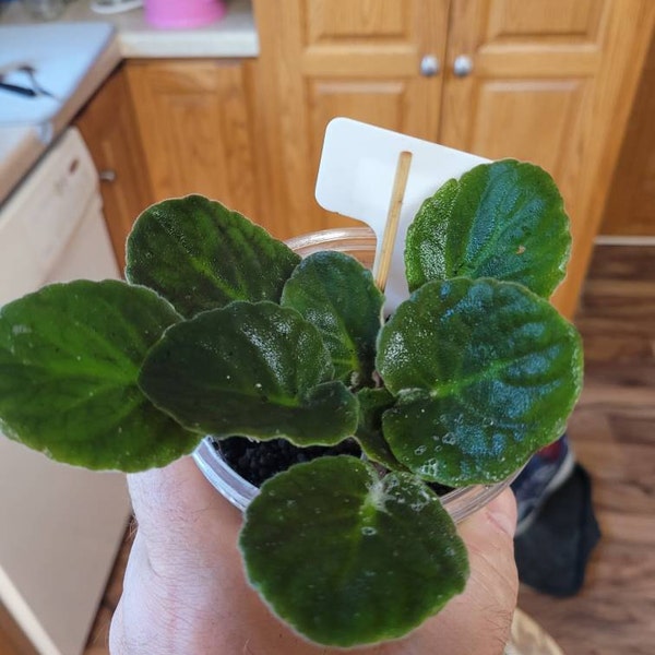 Secret Rendezvous African Violet Live Plant, Young Starter in a 4" Pot ...