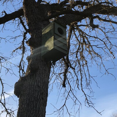 Barred Owl or Great Horned Owl Nesting Box - Etsy