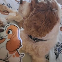 American Cocker Spaniel Sticker || Chibi Puppy Dog, Vinyl, Hand Drawn ...