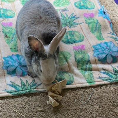 Tiny Flavored Balsa Triangles pkg of 20 Fruit Flavored Chew - Etsy