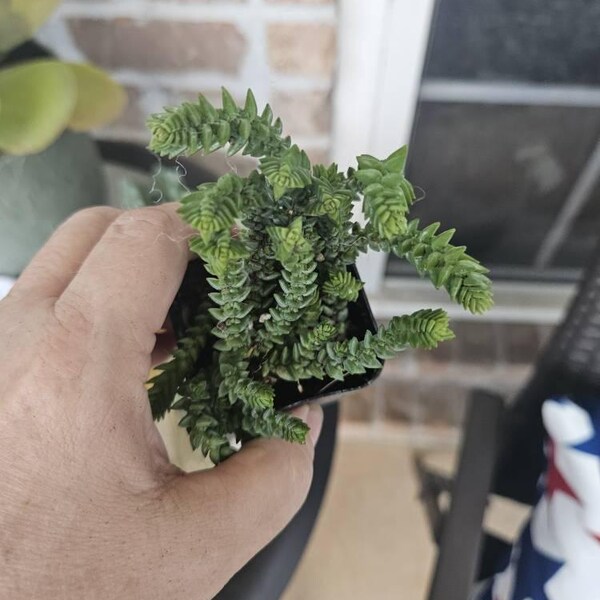 Crassula Muscosa Watch Chain Succulents Plants - 2 Inch Pot - Etsy