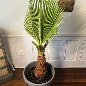 Aloe Divaricata Diablo mr. Toothy Aloe, Brilliant Red Teeth at the ...
