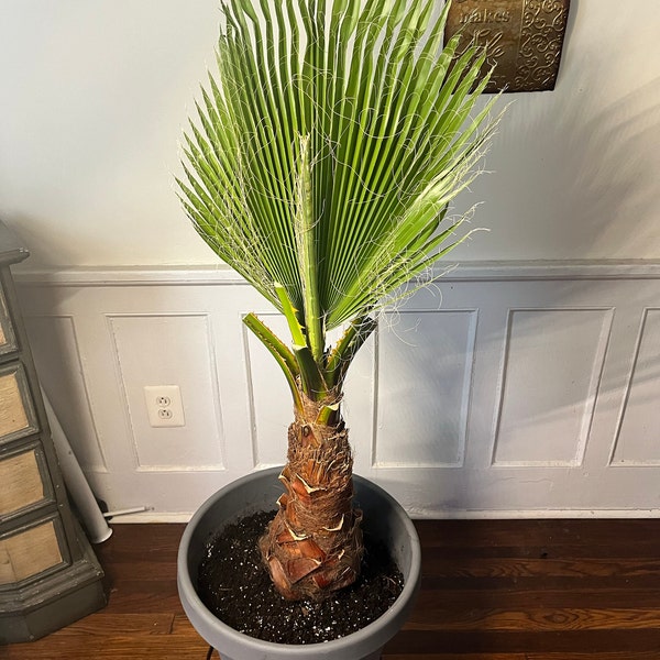 Washingtonia Robusta, Mexican Fan Palm, the Skyduster Palm, Fast ...