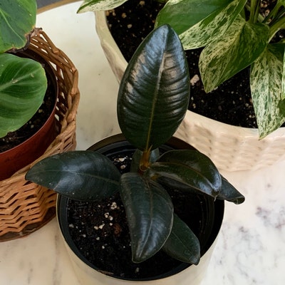 Rubber Tree Plant, Ficus Elastica, Black Prince, Rubber Fig, Rubber ...