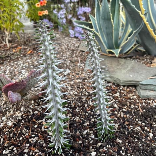 False Ocotillo 2 Plants, Fully Rooted, Procera, Drought Resistant ...