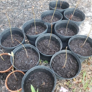 5 Red Maple Bare Root acer Rubrum | Etsy