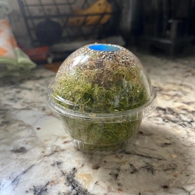 American Tree Moss - Etsy