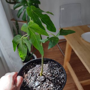 Tromboncino Rampicante Huge Italian Heirloom Zucchini Squash Vegetable ...