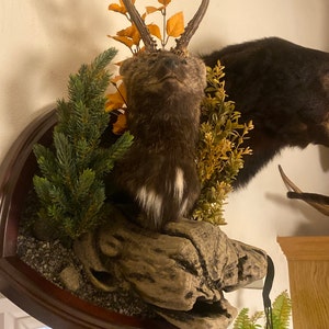 Taxidermy Fox Squirrel Lifesize Mount Squirrel Skull, Stuffed Squirrel ...