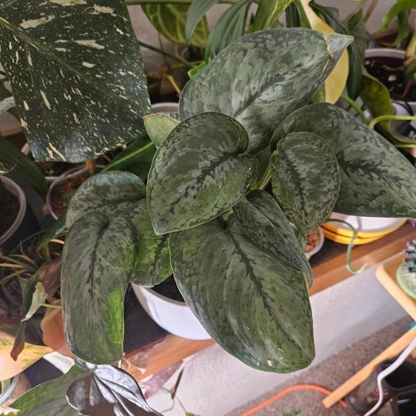 Scindapsus Silver Cloud - Etsy