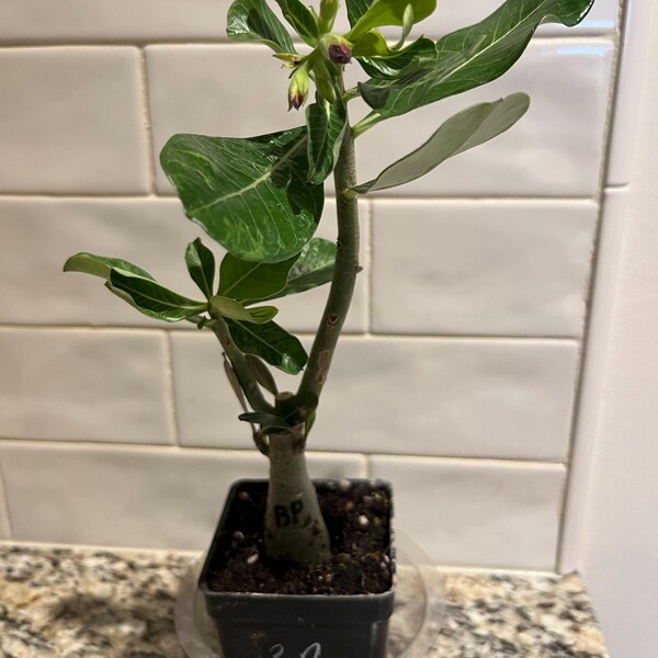 1 Grafted Double"black Purple" Adenium Obessum/desert Rose Plant. 4-6 ...