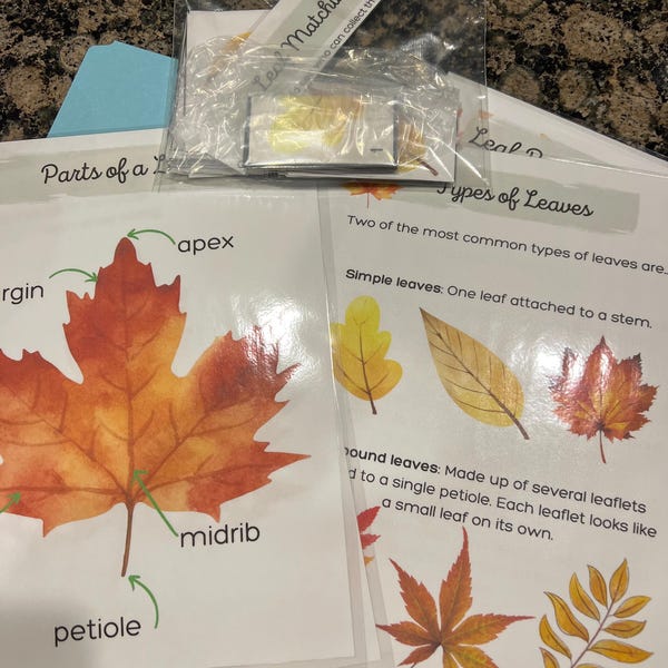 AUTUMN LEAVES Mini Unit Study, Anatomy, Nature Study, Science ...