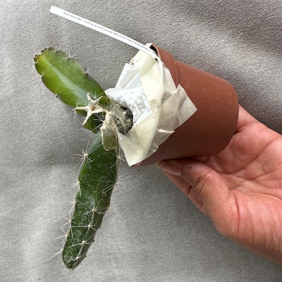 Dragon Fruit, Hylocereus 'edgar's Baby' Rooted Plant Shipped in 3 Pot ...