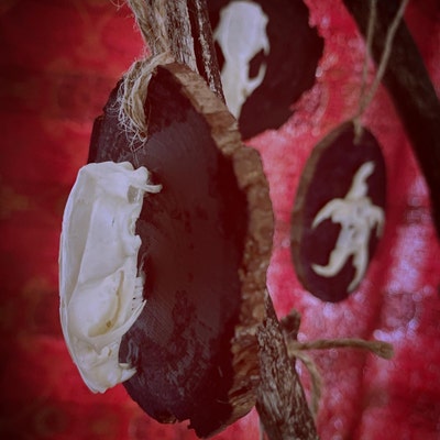 Baby Ball Python SNAKE Wet Specimen Absolutely Beautiful Formalin Fixed ...