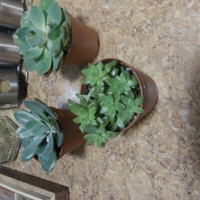 Plant Heat Pack - Etsy